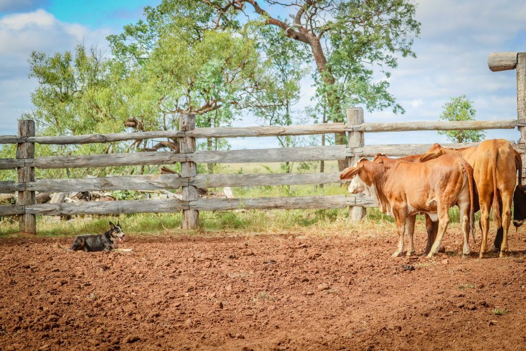 Dogalogue - Dog Sale And Trial - Ray White Rural Gracemere